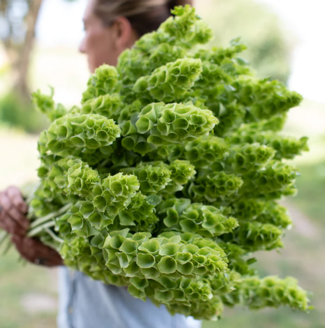 Bells Of Ireland – Olive Seed Company