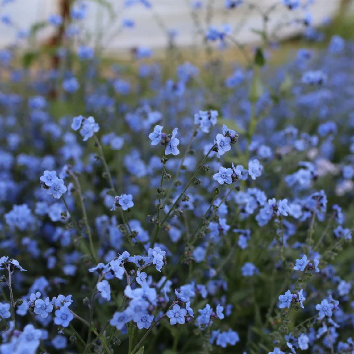 Forget Me Not – Olive Seed Company