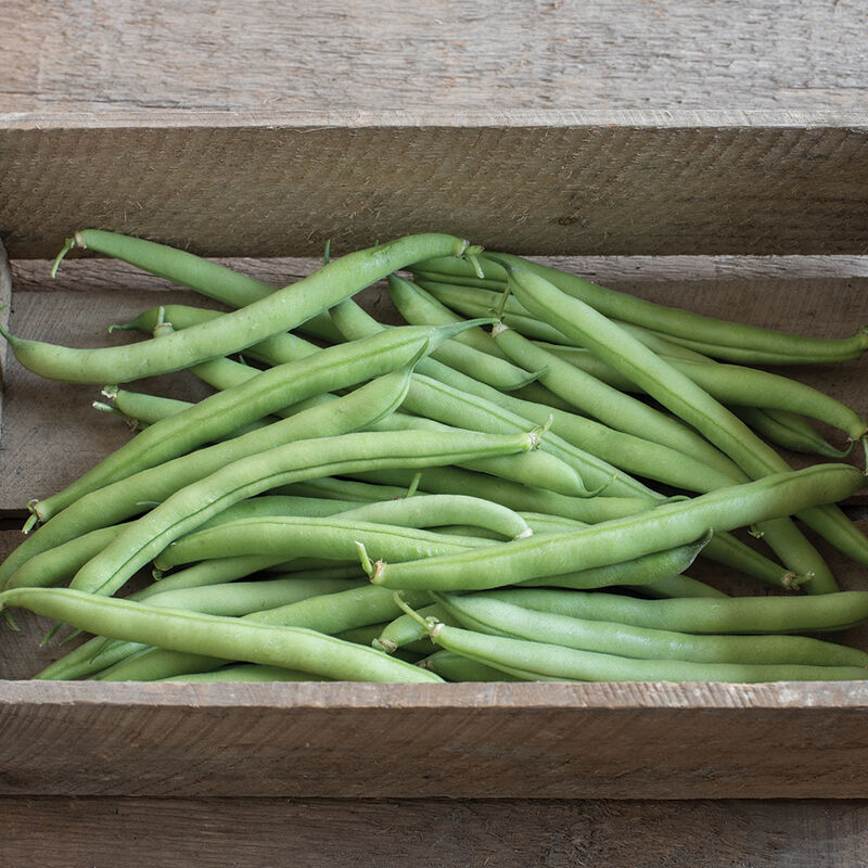 Beans – Olive Seed Company