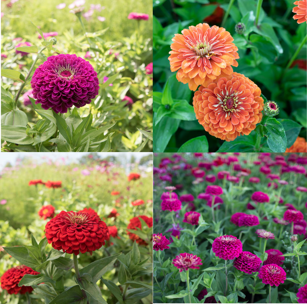 Zinnia 'Desert Sunset' Mix – Olive Seed Company
