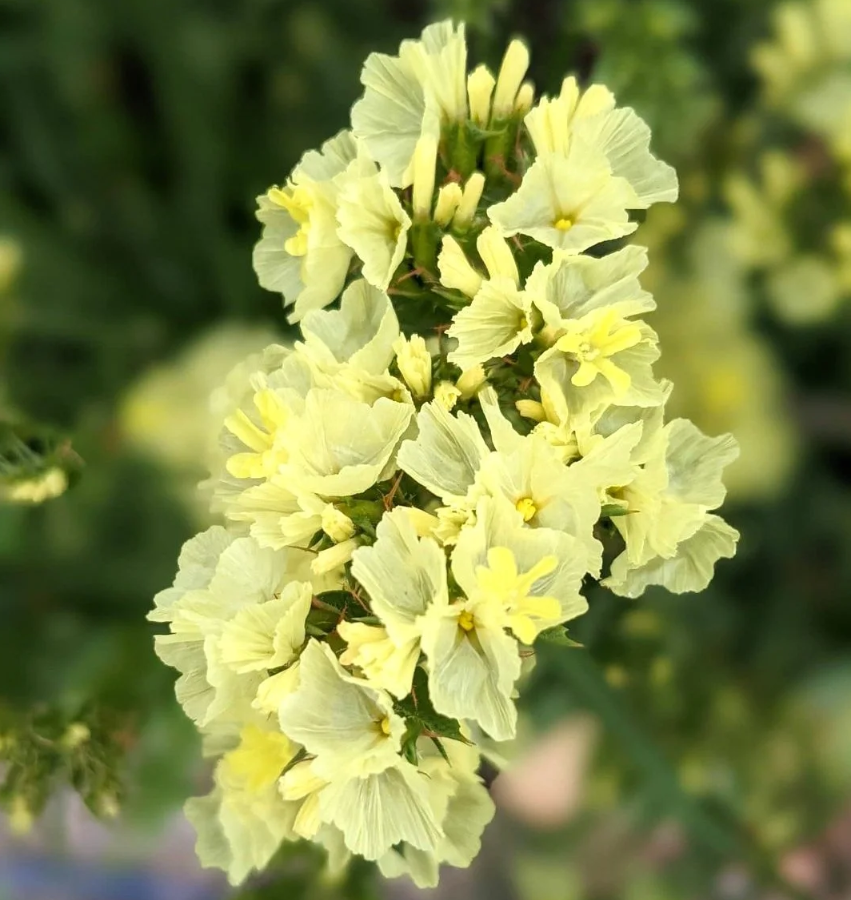 Statice 'Forever Moonlight' – Olive Seed Company