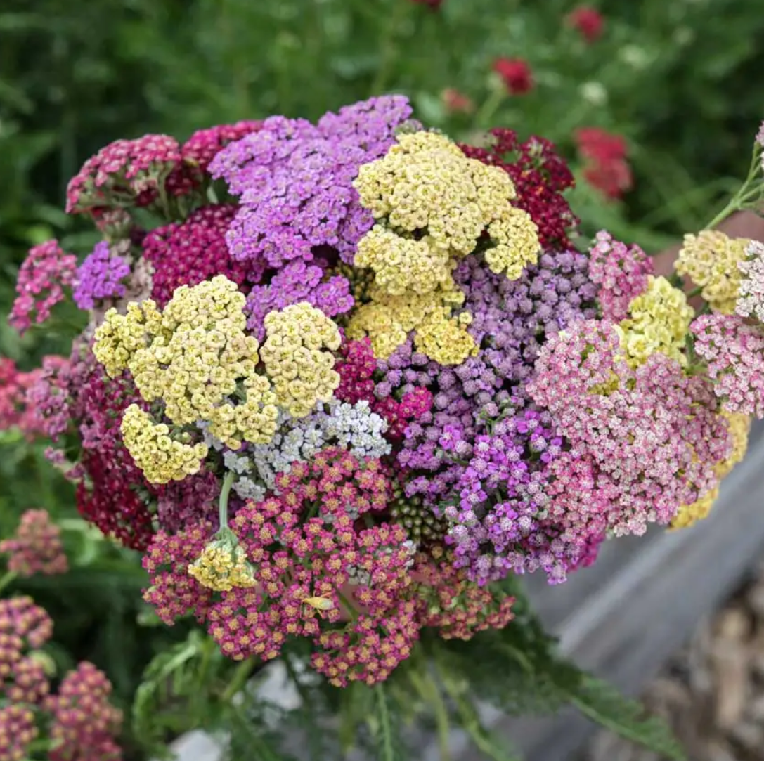 Yarrow 'Fruit Bowl Mix' – Olive Seed Company