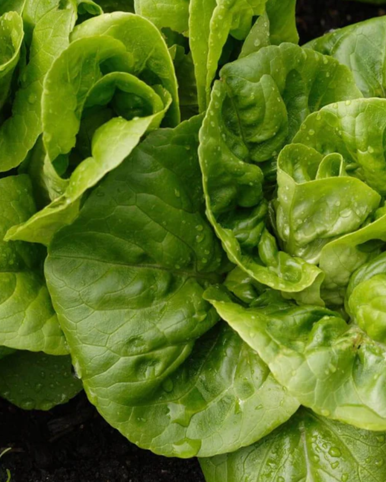 Lettuce 'Little Gem' – Olive Seed Company