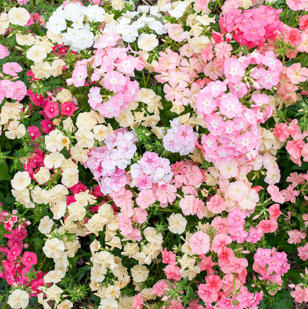 Phlox 'Coral Reef Mix' – Olive Seed Company