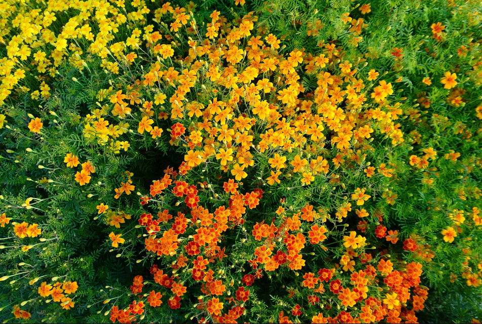 Marigold 'Starfire Mix' – Olive Seed Company