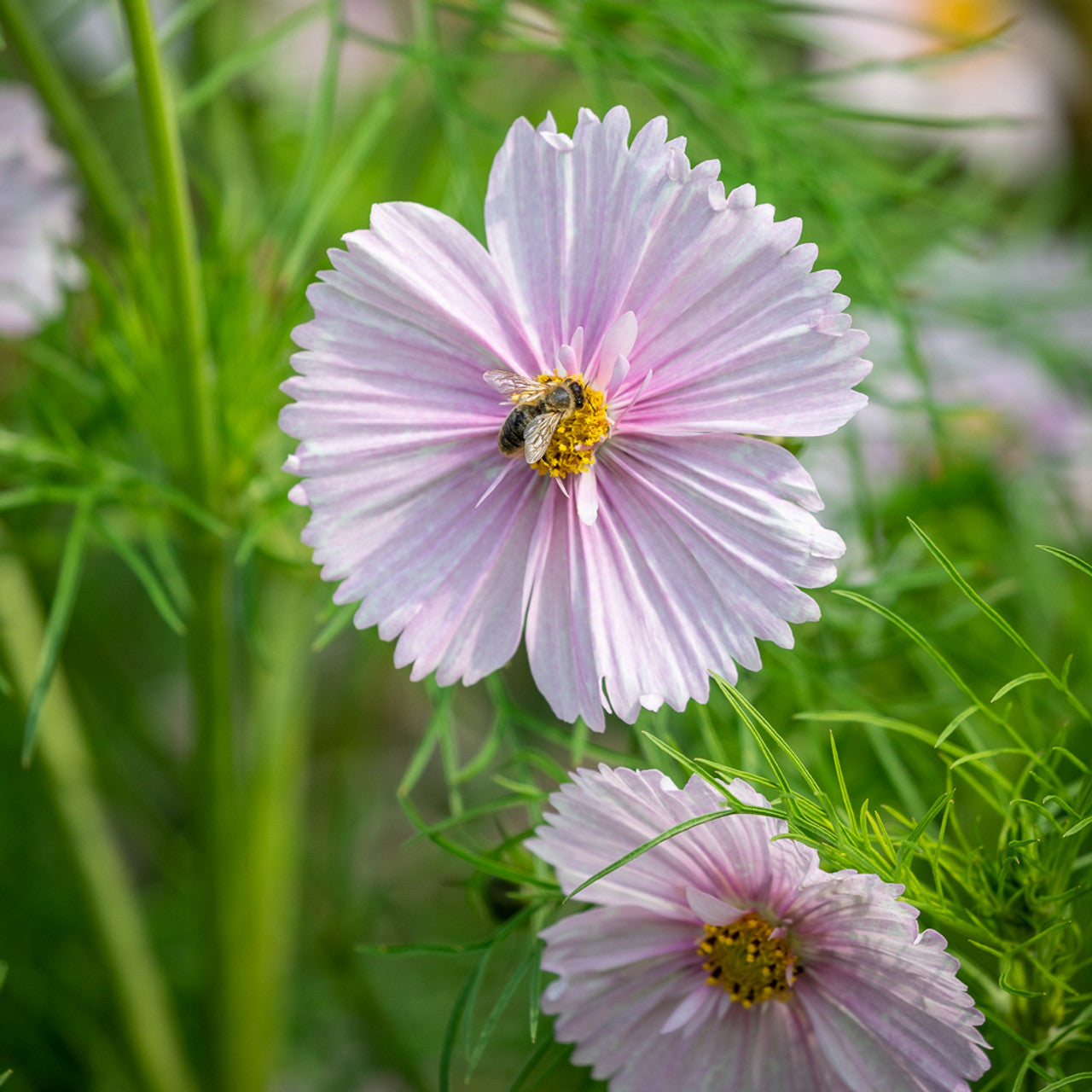 Cosmos 'Cupcakes Blush' – Olive Seed Company