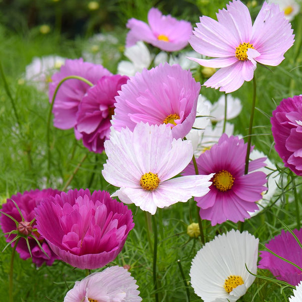 Cosmos 'Cups and Saucers' – Olive Seed Company
