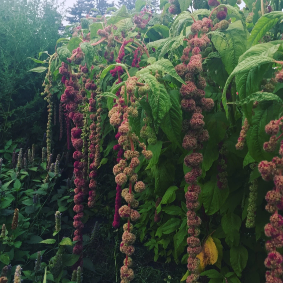 Amaranth 'Mira' – Olive Seed Company