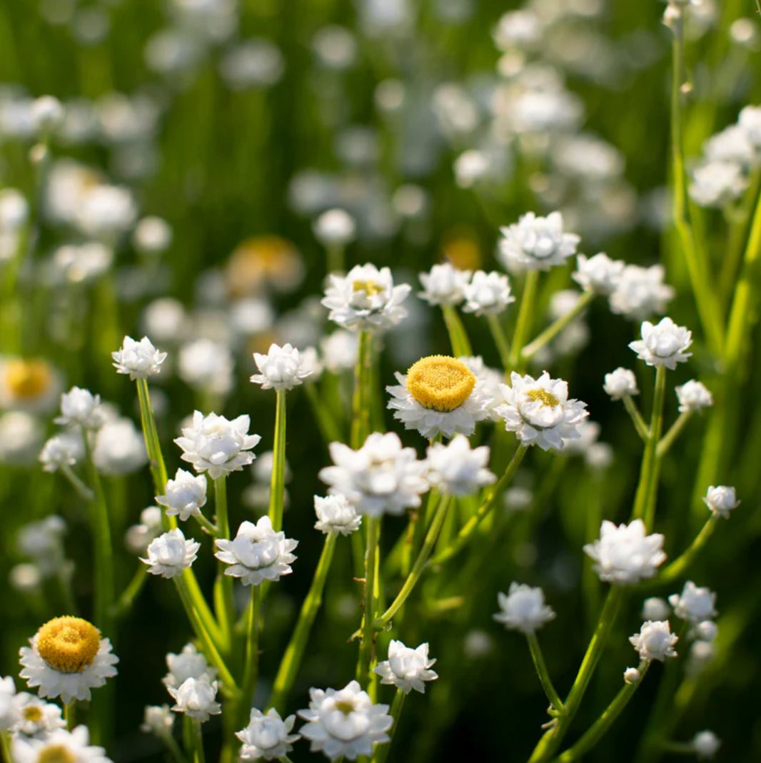 Products – Olive Seed Company
