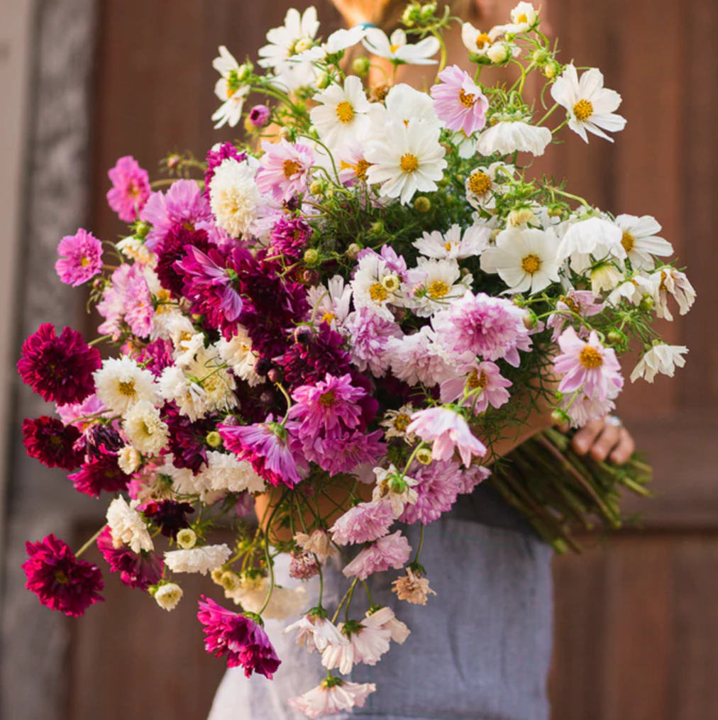 Cosmos 'Double Click Mix' – Olive Seed Company