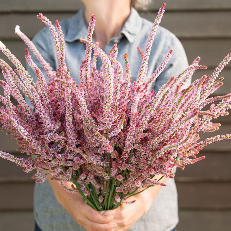 Statice 'Pink Pokers' – Olive Seed Company